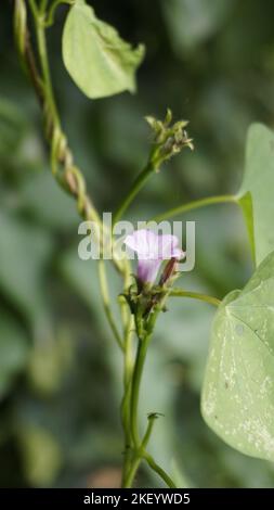 Ipomoea triloba also known as Little bell, Three lobed morning glory ...