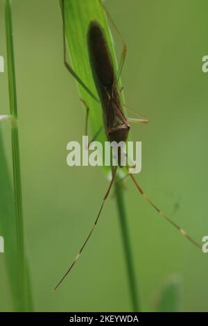 Leptocorisa oratoria, the rice ear bug, is an insect from the family ...