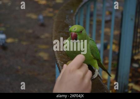 Tourists feeding a wild parakeet in St James park, London Stock Photo ...
