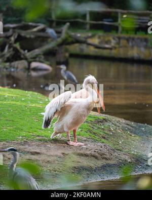A vertical closeup shot of a white pelican on the rock near the lake ...