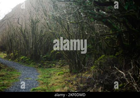 Mossy forest in Slieve Carran, Burren National Park, Ireland Stock ...