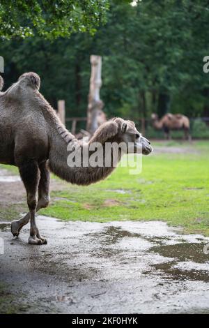 A closeup of a rare white camel walking against the trees in a zoo, a ...