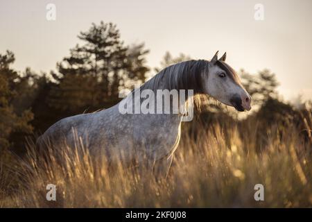 Pura Raza Espanola in the evening light Stock Photo - Alamy