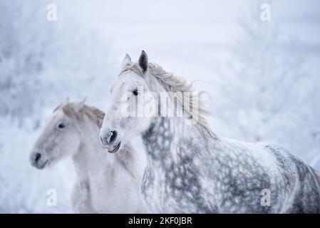 Percheron Horse. Portrait of gray adults with halter. Germany Stock ...
