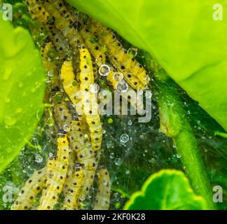 box tree infested by larvae of a buxus moth, box wood infestation Stock ...