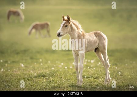 standing Haflinger Horse foal Stock Photo - Alamy