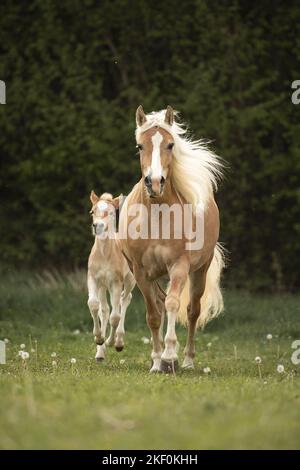 Haflinger Horse. Mare with foal galloping in a paddock. South Tyrol ...