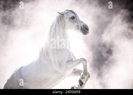 rising Pura Raza Espanola Stock Photo - Alamy