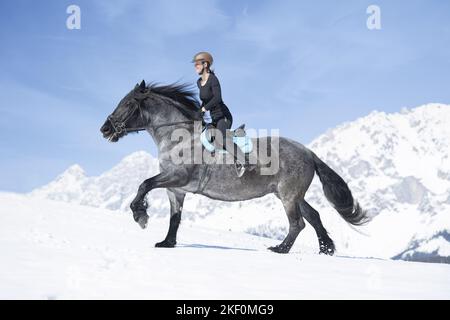 woman rides Noriker Horse Stock Photo - Alamy