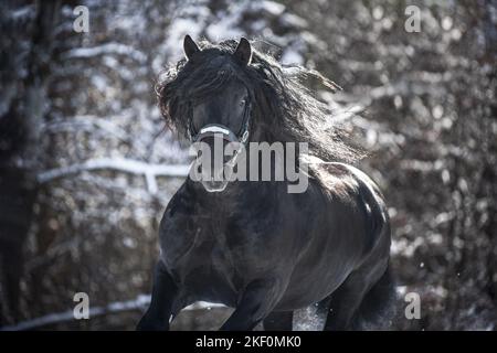 Noriker Horse Stallion Portrait Stock Photo - Alamy