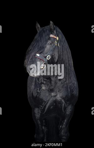 Noriker Horse Stallion Portrait Stock Photo - Alamy