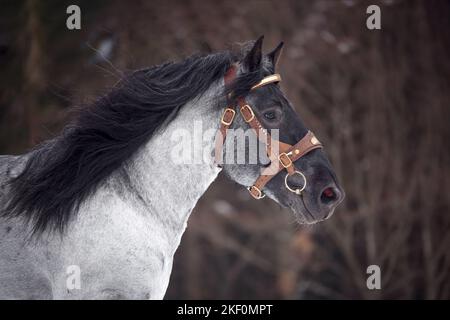 Noriker Horse Stallion Portrait Stock Photo - Alamy