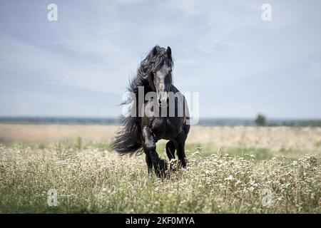galloping Friesian stallion Stock Photo - Alamy