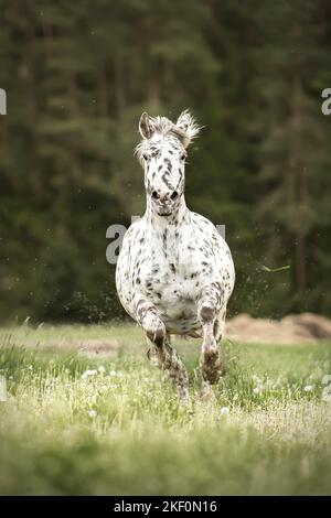 Two spotted Noriker heavy horses, called "Pinzgauer Tigerschecken", in ...
