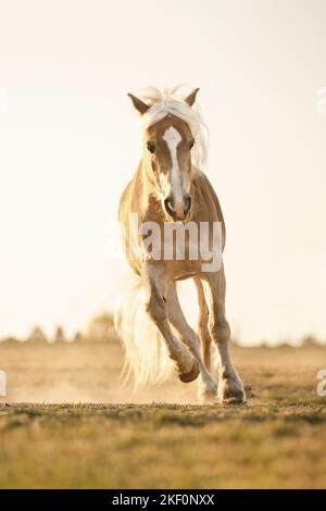 Haflinger horse at sundown Stock Photo - Alamy