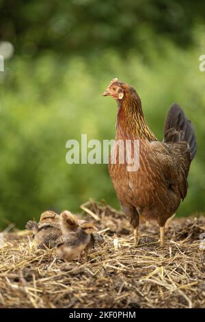 farm dunghill chicken Stock Photo - Alamy