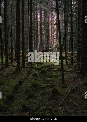 Uprooted fallen tree deep in forest amongst sunlight and shadows ...