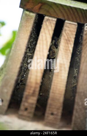 bats resting in a bat box Stock Photo - Alamy