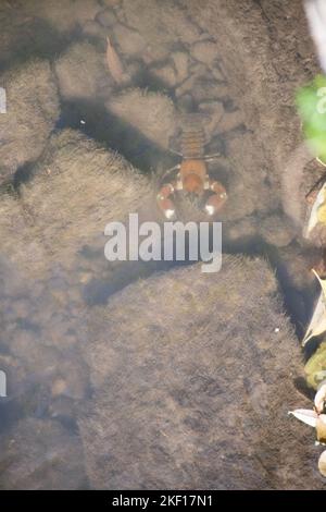 signal crayfish walking along the riverbed Stock Photo - Alamy