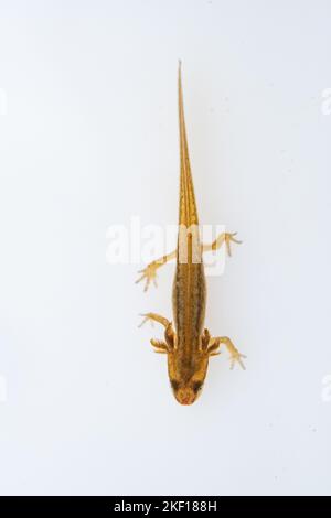 smooth newt eft or tadpole Stock Photo - Alamy
