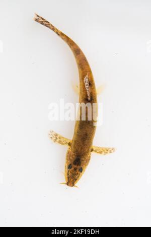 Stone loach on a white background Stock Photo - Alamy