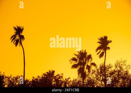 Palm trees at sunset, Llano Grande RV Resort, Mercedes, Texas, USA ...