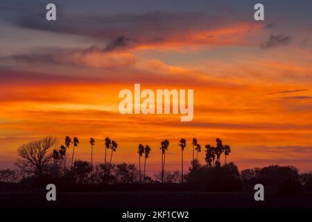 Palm trees at sunset, Mercedes, Texas, USA Stock Photo - Alamy