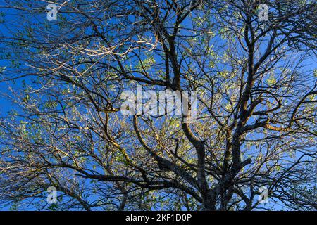 Fresh foliage on a Texas ash tree, Llano Grande RV Resort, Mercedes ...