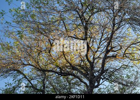 Fresh foliage on a Texas ash tree, Rio Grande City, Texas, USA Stock ...