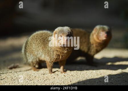 dwarf mongoose (Helogale hirtula), side view, Kenya Stock Photo - Alamy