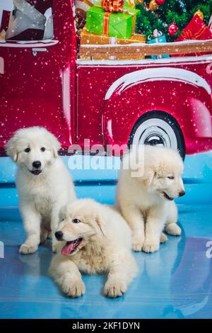 Cute samoed puppies near a Christmas tree. New Year Stock Photo - Alamy