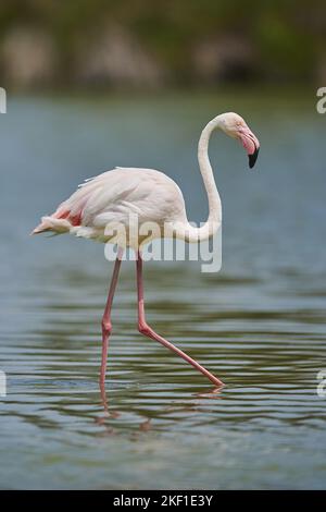 A vertical view of a greater Flamingo walking on the sea Stock Photo ...