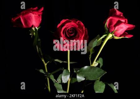 Red common rose flowers indoor, black background. Close up Stock Photo ...