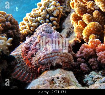 Tassled Scorpionfish. Fish - a type of bone fish Osteichthyes ...
