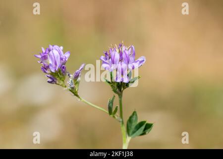 Macro shot of lucerne (medicago sativa) flowers in bloom Stock Photo ...