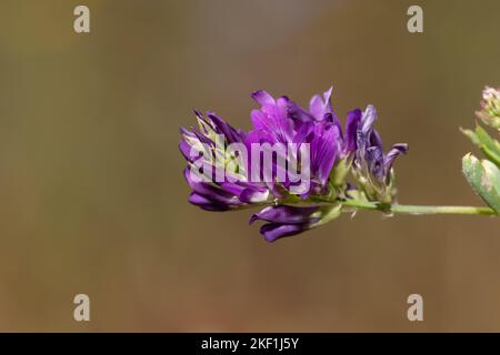 Macro shot of lucerne (medicago sativa) flowers in bloom Stock Photo ...