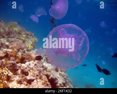 Jellyfish, Eared Aurelia, or eared jellyfish (lat. Aurelia aurita) is a ...