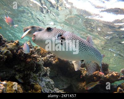 Arothron stellatus - Star puffer - This puffer (or arotron), one of the ...