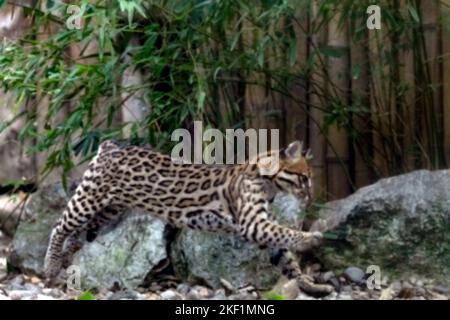 blurred abstract background of an ocelot running Stock Photo - Alamy