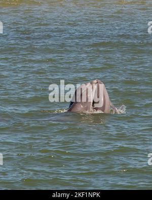 Vertical shot of dolphins swimming in a sea Stock Photo - Alamy