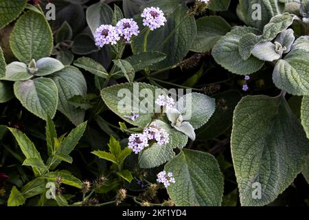 Coleus argentatus, Plectranthus argentatus Stock Photo - Alamy