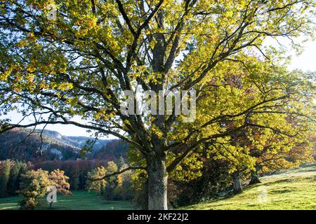 Mächtige Eichen im jurassischen Châtillon Stock Photo - Alamy
