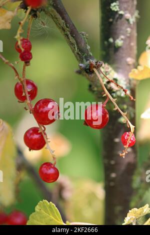 Redcurrant, Ribes rubrum of unknown variety, ripe red fruit in close up ...