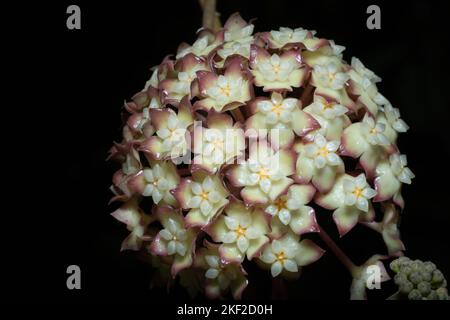 A closeup of wax plant (Hoya carnosa) inflorescence flowers Stock Photo ...