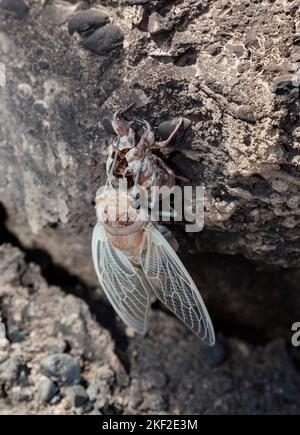 Cicadas are the loudest insects in the world and there are more than ...