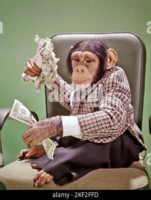 1960s CHIMPANZEE WEARING BUSINESS SUIT SITTING IN OFFICE CHAIR HOLDING ...