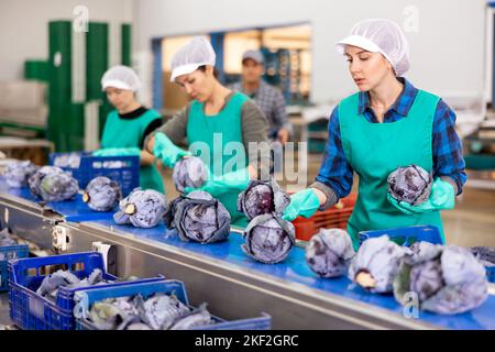 Female employee of vegetable sorting factory arranging red cabbages in ...