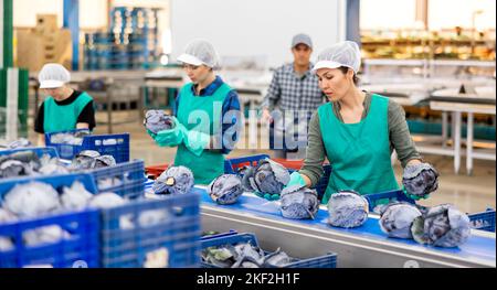 Female workers of vegetable sorting factory checking and peeling ...