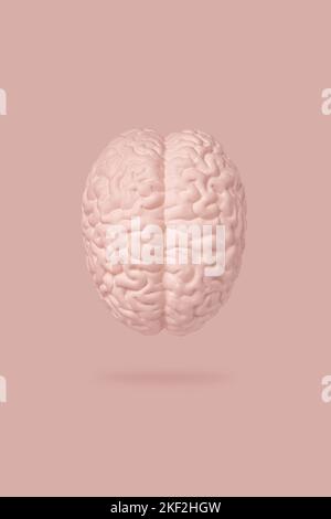 Top view of human brain Stock Photo - Alamy