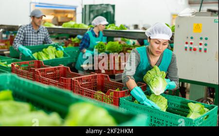 Woman in uniform during sorting lettuce at warehouse at vegetable ...